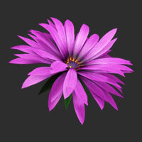 Free Animated Flower Stickers and Animated PNG | LightX