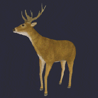 Add Free Animated Animal Stickers and Animated PNG | LightX