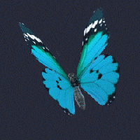 Free Animated Butterfly Stickers and Animated PNG | LightX