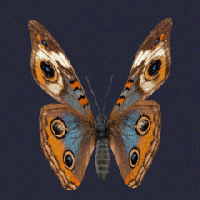 Free Animated Butterfly Stickers and Animated PNG | LightX
