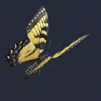 Free Animated Butterfly Stickers and Animated PNG | LightX